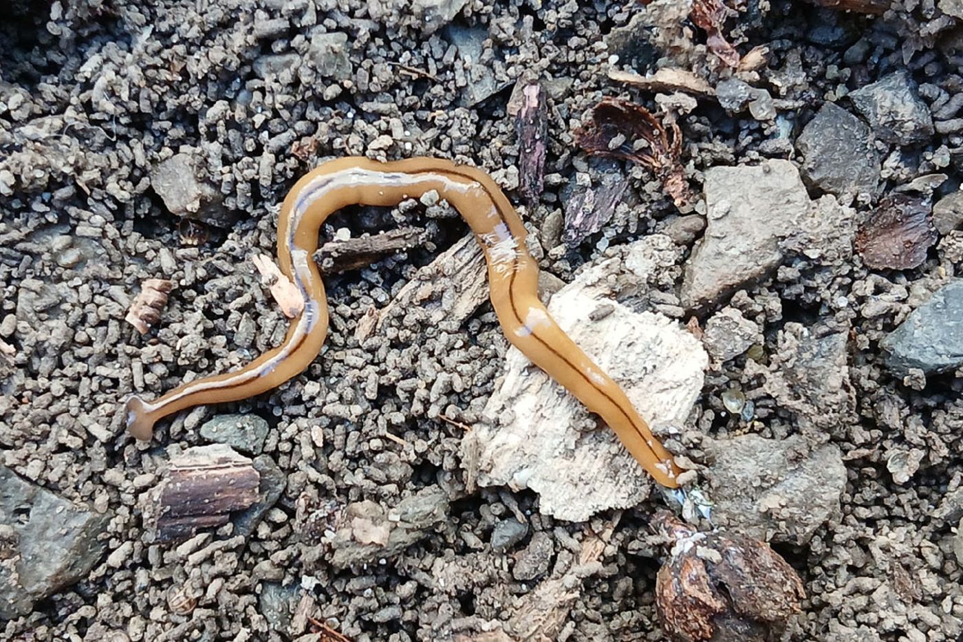 What is a hammerhead worm? - UC Organics